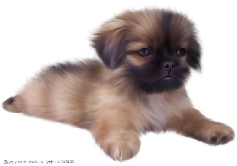 长毛狗图片图片免费下载_长毛狗图片素材_长毛狗图片模板-图行天下素材网