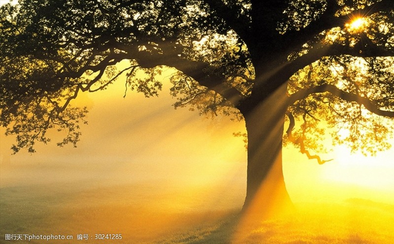 大树下风景高清图片-第5页-图行天下素材网